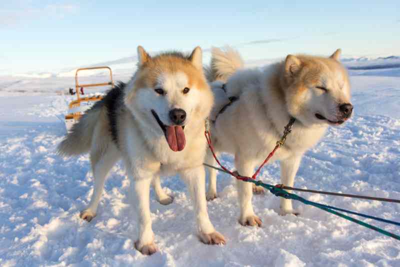 Guide to Dog Sledding in Iceland: An Adventurer's way to discover!