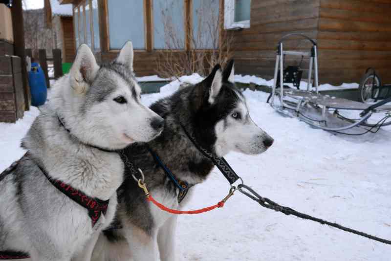 Guide to Dog Sledding in Iceland: An Adventurer's way to discover!